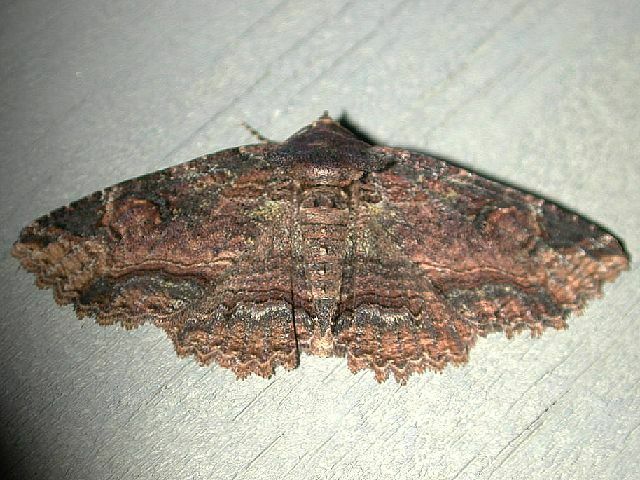 Colorful Zale Moth from Hubbard Pines, Litchfield, CT, USA on May 31 ...