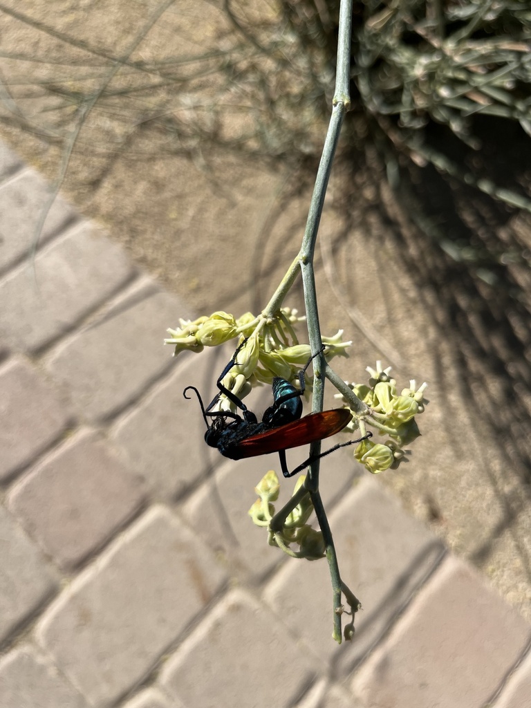 New World Tarantula-hawk Wasps from Irontree Dr, Palm Desert, CA, US on ...