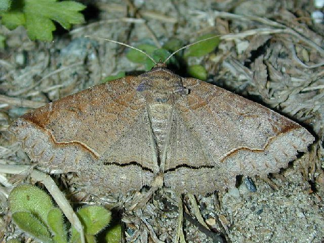One-lined Zale Moth from Jamaica Bay Wildlife Refuge, Queens, NY, USA ...
