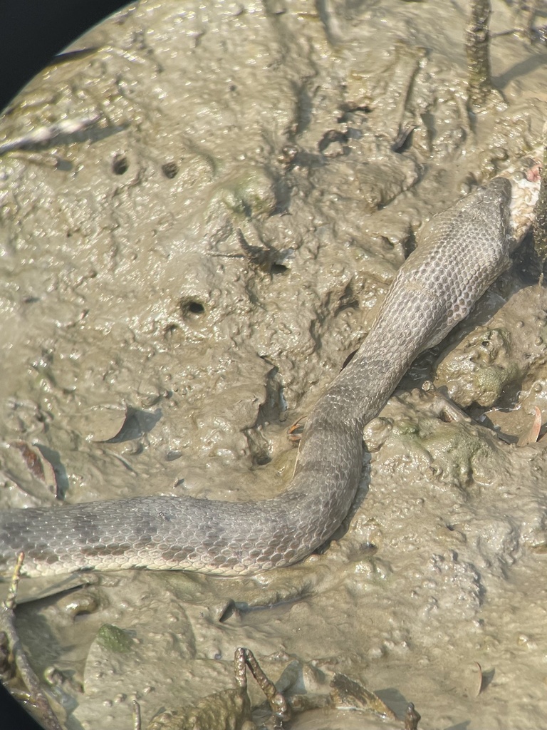 Asian Bockadam from Khulna, BD on December 21, 2023 at 09:08 AM by ...