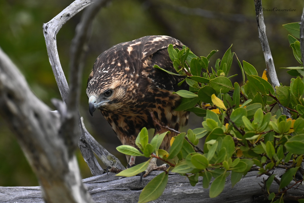Galápagos Hawk in December 2023 by Alec Boyd-Devine · iNaturalist