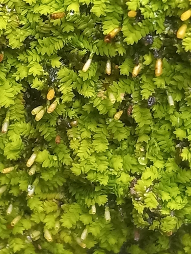 Musgo (Erpodium domingense)