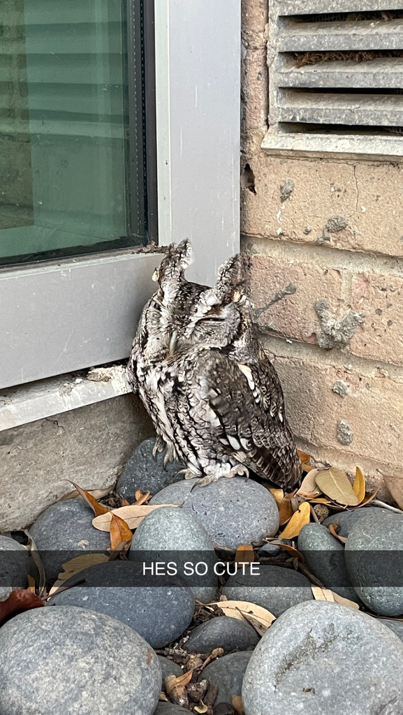 Eastern Screech-Owl from Welch Rd, Dallas, TX, US on December 12, 2023 ...