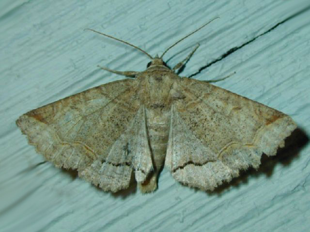 One-lined Zale Moth from Bedford Audubon Society, Katonah, NY, USA on ...