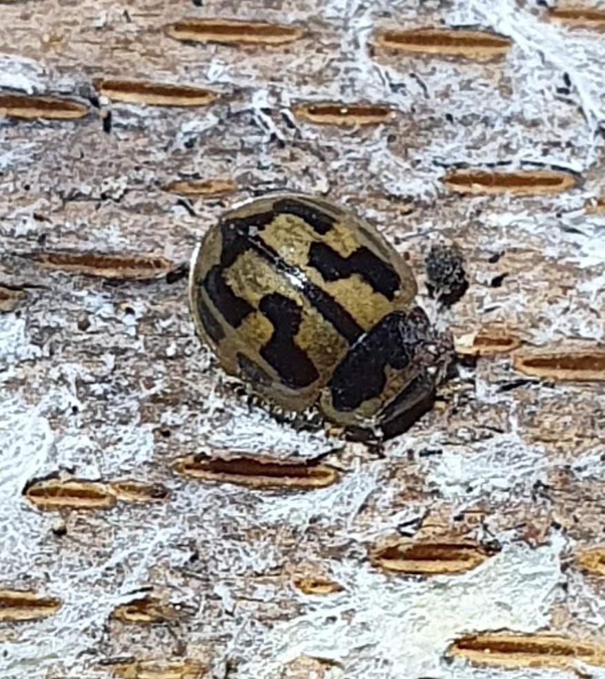 Fourteen-spotted Lady Beetle in December 2023 by Arne · iNaturalist
