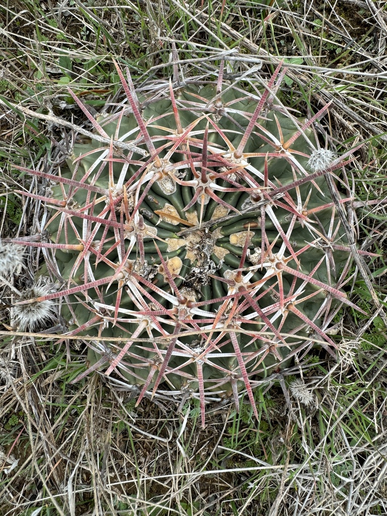 Horse Crippler Cactus from Woodson, TX, US on December 21, 2023 at 10: ...