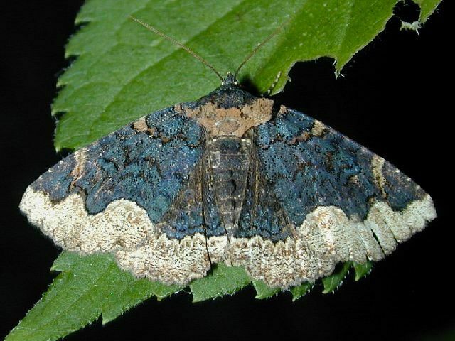 Horrid Zale Moth from Jamaica Bay Wildlife Refuge, Queens, NY, USA on ...