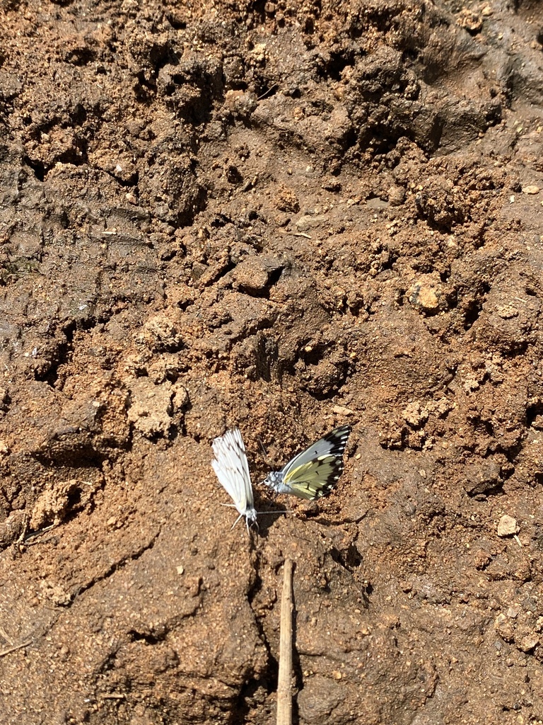 Belenois from The Johannesburg Botanical Garden, Randburg, GP, ZA on ...
