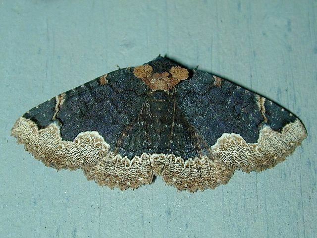 Horrid Zale Moth from Hubbard Pines, Litchfield, CT, USA on June 18 ...