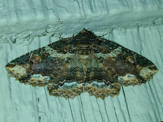 Zale Moths from Bedford Audubon Society, Katonah, NY, USA on September ...