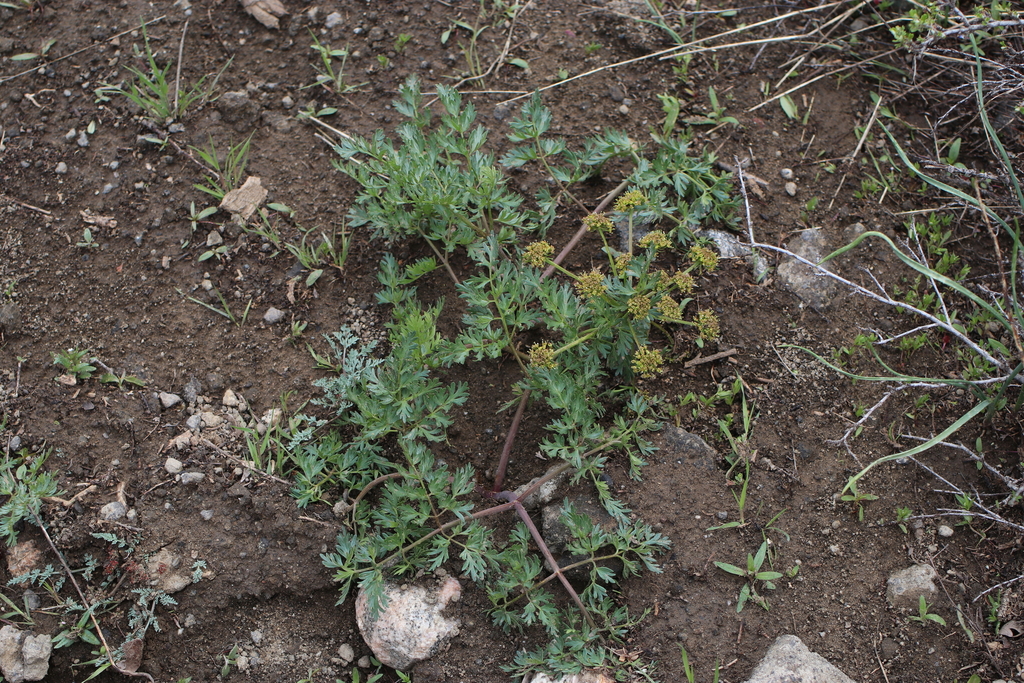 Carrotleaf Biscuitroot from Routt County, CO, USA on May 20, 2023 at 12 ...