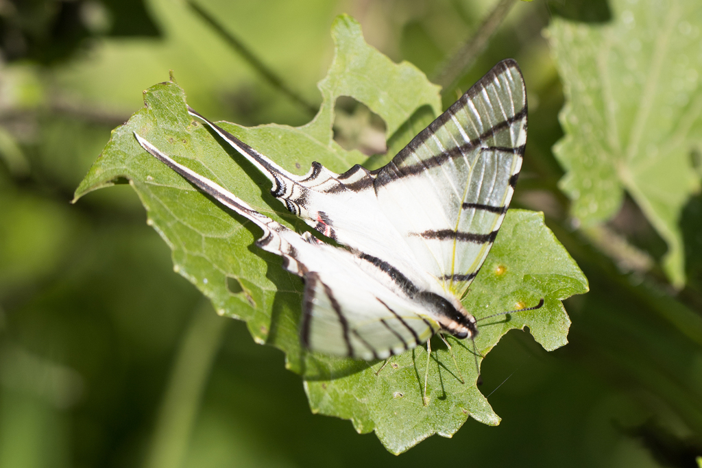 Protesilaus protesilaus nigricornis from Itaara - RS, Brasil on ...