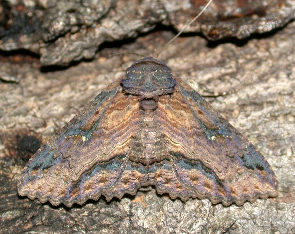 Lunate Zale Moth from Floyd Bennet Field, Brooklyn, NY, USA on August 1 ...