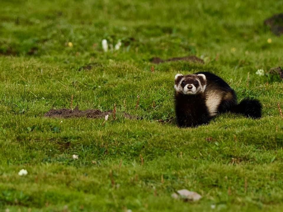 Steppe Polecat from Zhidoi County, Yushu, Qinghai, China on August 19 ...