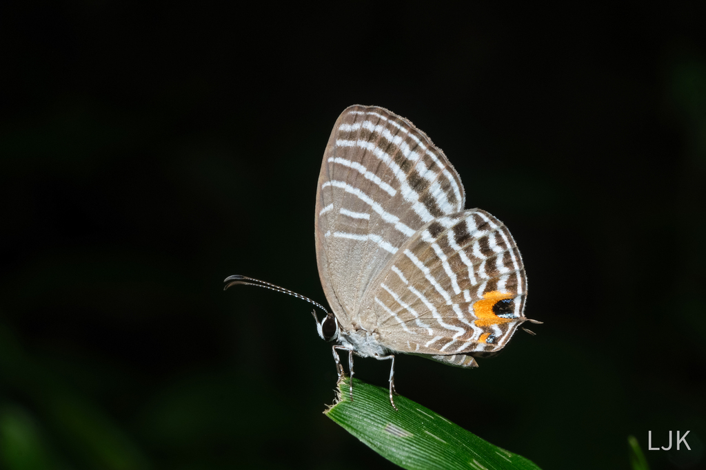 Glassy Caerulean from Selangor, Malaysia on December 20, 2023 at 12:27 ...