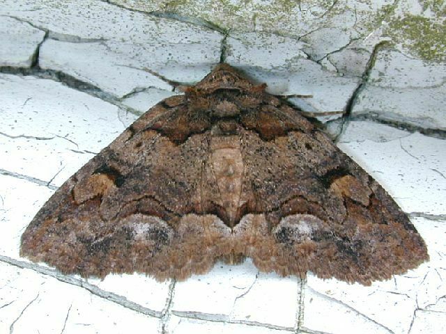 Brown-spotted Zale Moth from Ward Pound Ridge, NY 10518, USA on May 28 ...