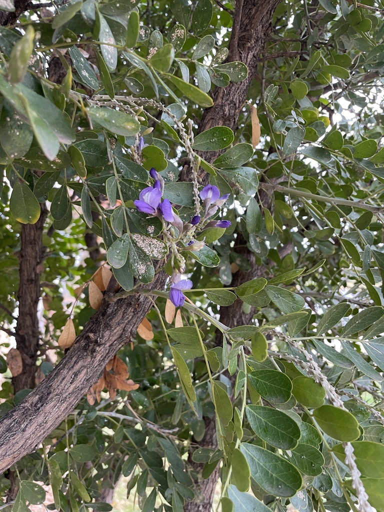 Texas mountain laurel from Angelo State University, San Angelo, TX, US ...
