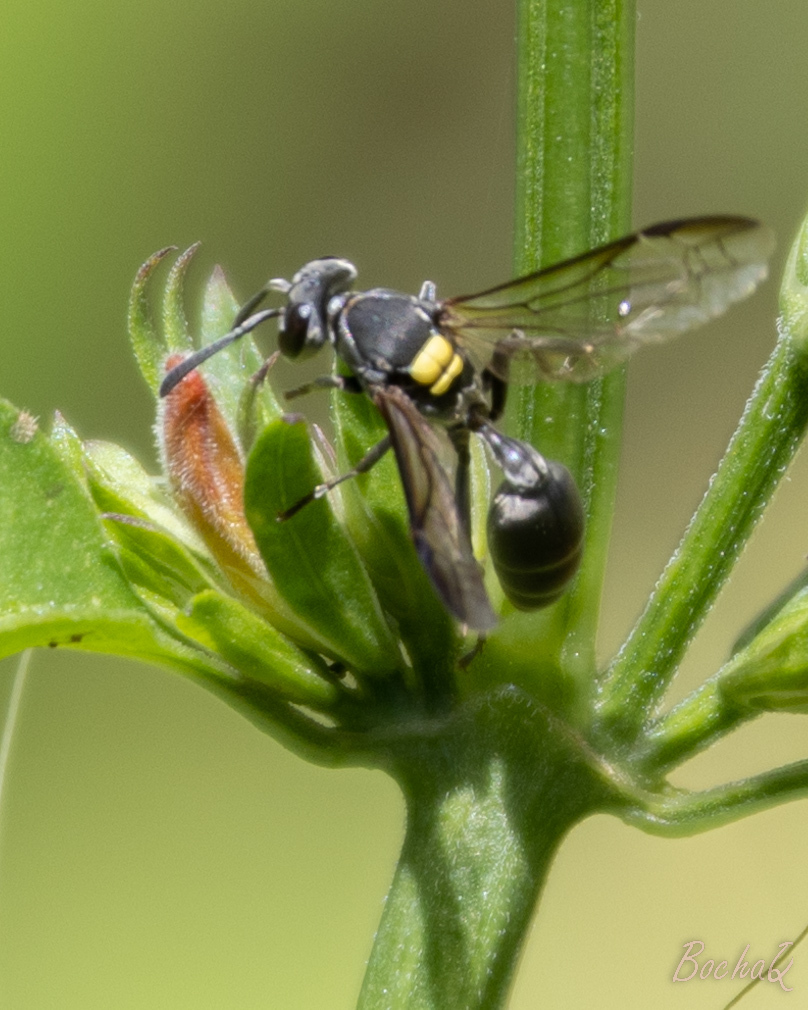 Camoati Wasp from Villa Elvira, Provincia de Buenos Aires, Argentina on ...