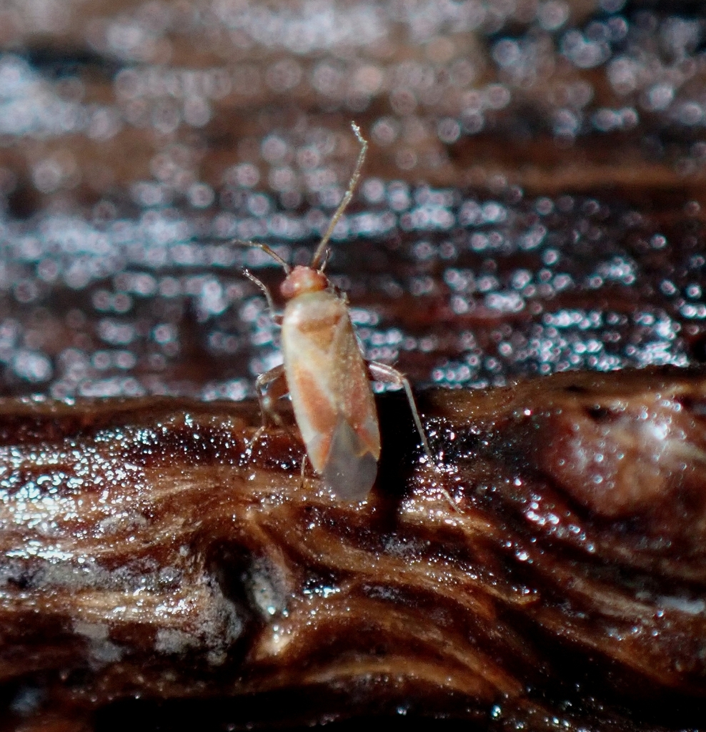 Plant Bugs from Los Batanes, 38294, Santa Cruz de Tenerife, Spain on ...