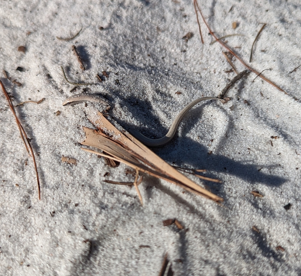 Florida Sand Skink in December 2023 by Tommy Hamrick · iNaturalist