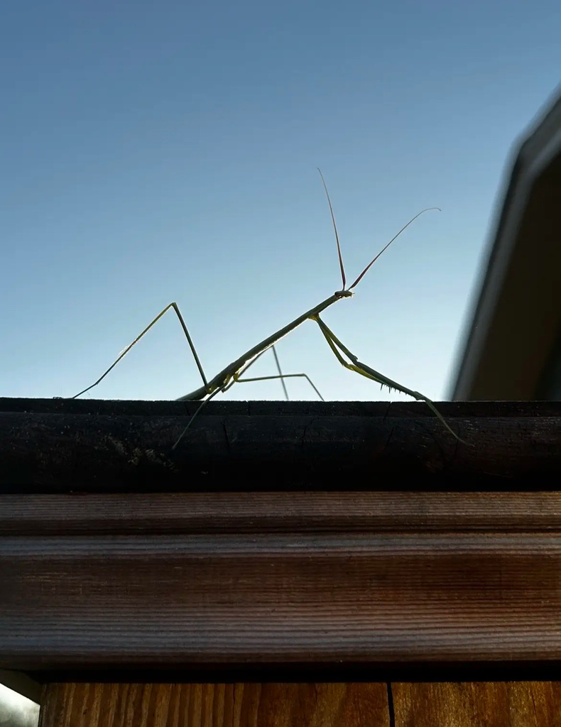 Northern Grass Mantis from Pet Sites Rd, Chapin, SC, US on December 2 ...