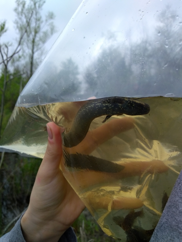 Western Lesser Siren from Mudline Rd, Haworth, OK 74740, USA on April 5 ...