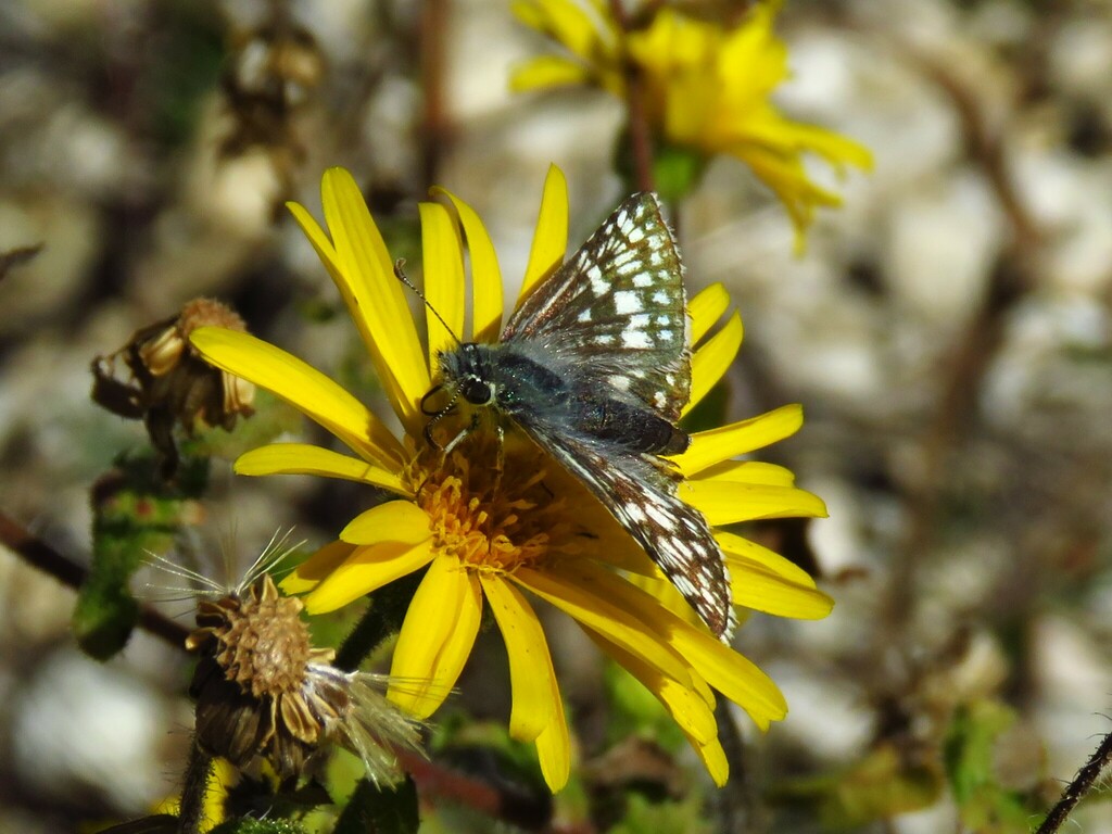 Common Checkered-Skipper and Allies from Wheeler Branch Park, Somervell ...