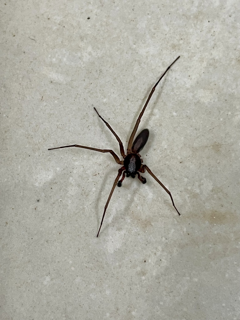 Teminius insularis from Parque Zoobotânico Vale, Parauapebas, PA, BR on ...