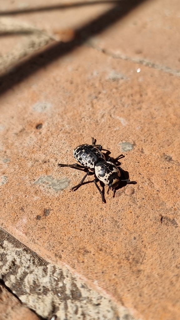 Zopherus nodulosus from Estado de México on December 21, 2023 at 12:59 ...