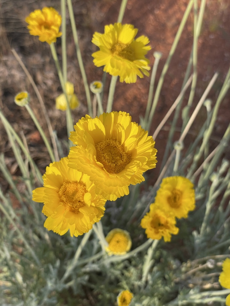 Desert Marigold from St. George, UT, USA on May 10, 2023 at 07:09 PM by ...