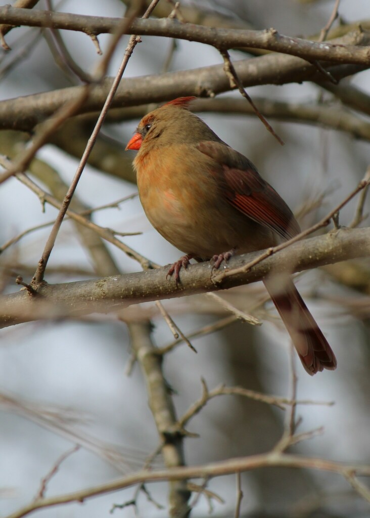 Northern Cardinal from Prince George's County, MD, USA on December 21 ...
