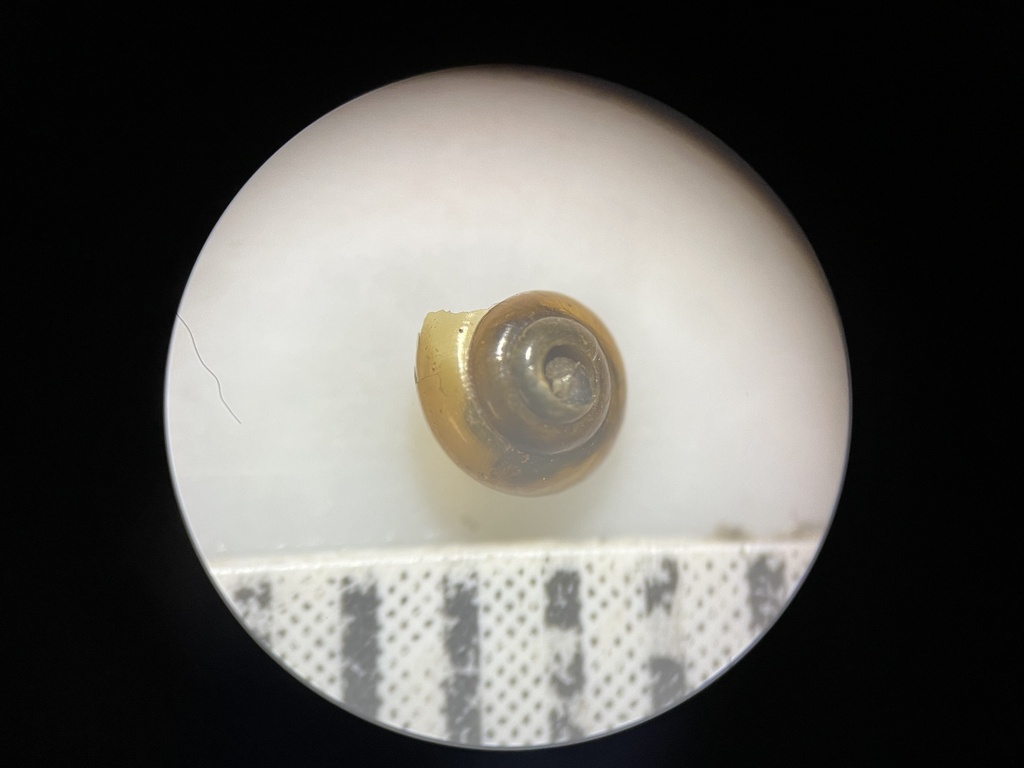 Hive Snails from Modoc National Forest, Adin, CA, US on September 19 ...