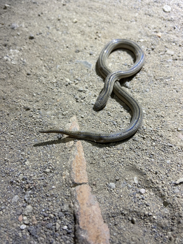 Blood Snake from Avenida Juárez, Teotitlán del Valle, Oax., MX on ...