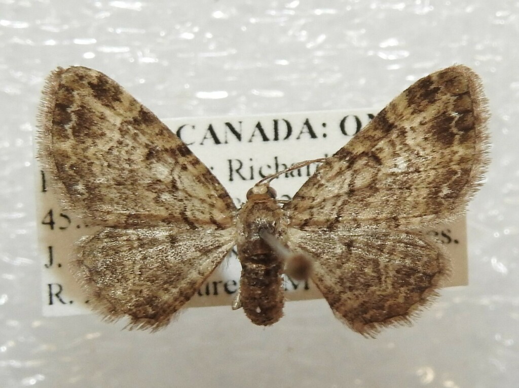 Green Pug from Richard's Twp, Renfrew County, ON, Canada on June 22 ...
