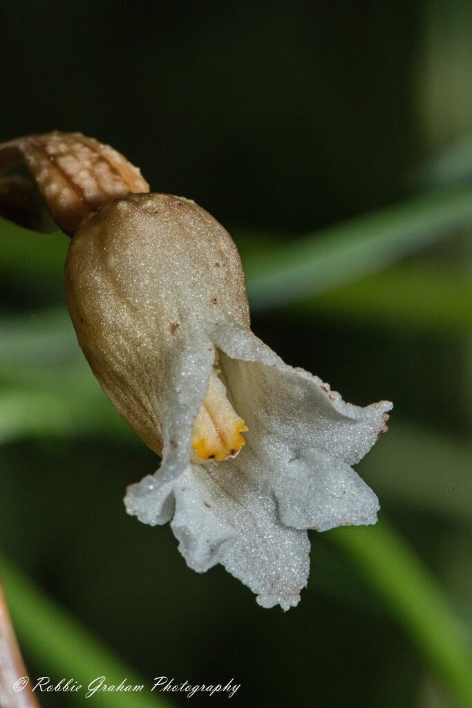 Potato Orchid from Motuoapa 3382, New Zealand on December 21, 2023 at ...