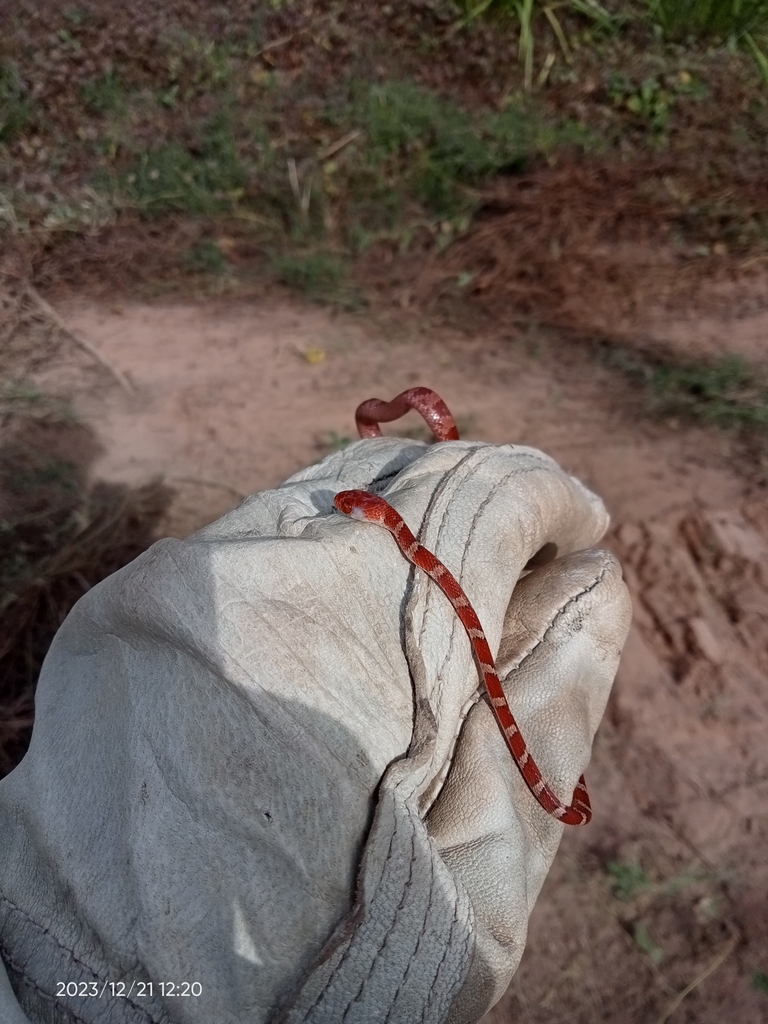 Central American Tree Snake from 63637 Nay., México on December 21 ...