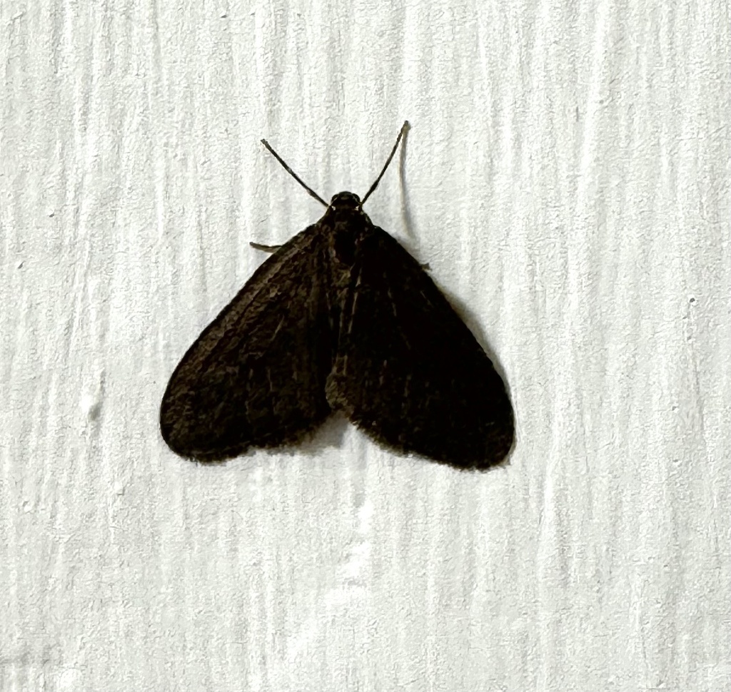 Winter Moth from South View, Alnwick, England, GB on December 21, 2023 ...