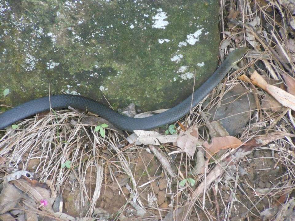 Black-bellied Swamp Snake from Witches Falls, Tambourine Mouuntain on ...