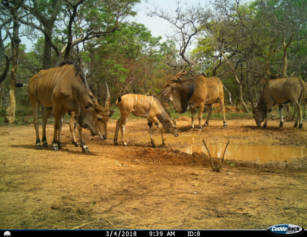 Eastern Giant Eland in March 2018 by thierry_aebischer_chinko · iNaturalist