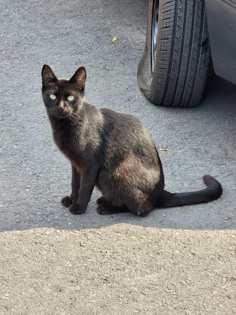 Domestic Cat from Pedro Lozano, Monterrey, N.L., México on December 21 ...