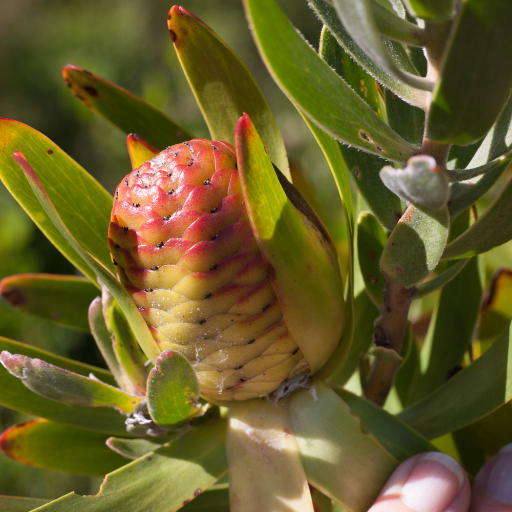 Golden Sickle Hybrid (Leucadendron laureolum × xanthoconus) - Botanical ...