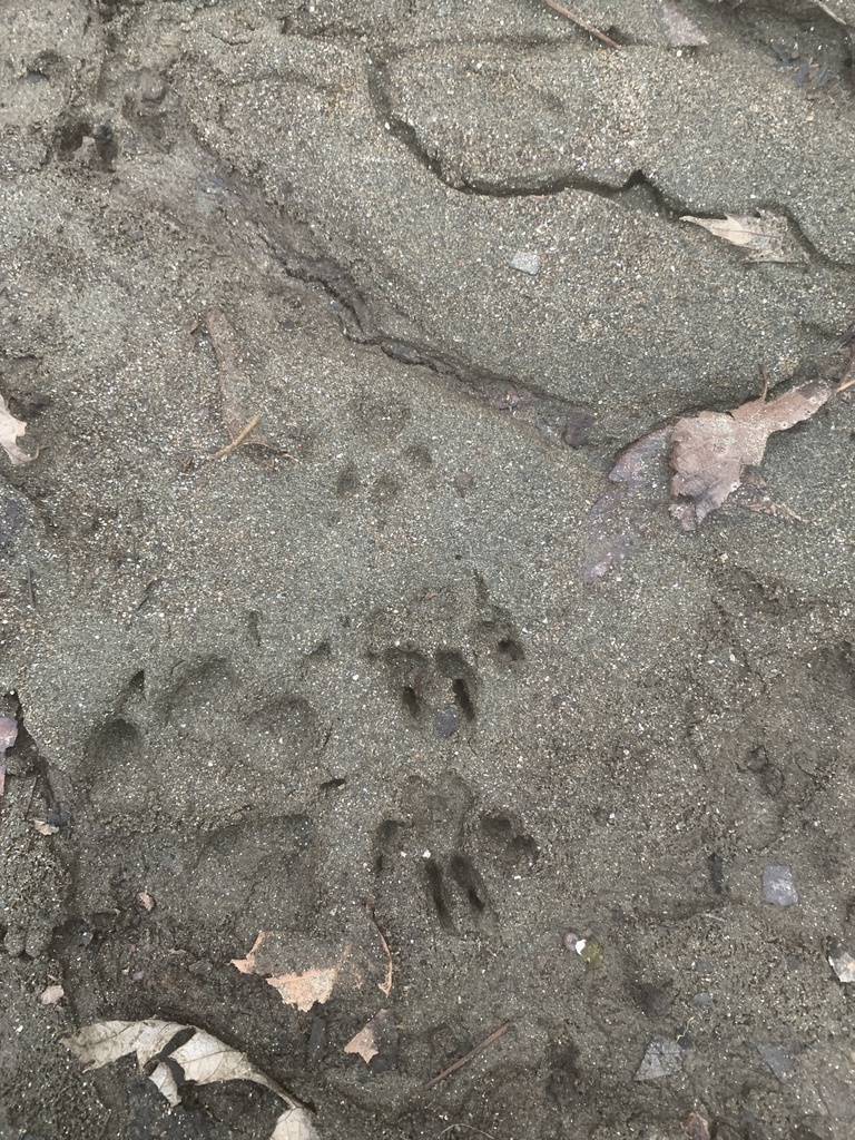 North American River Otter from Jones Falls, Baltimore, MD, US on ...