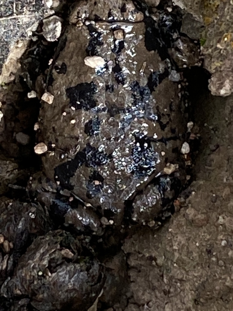 Sheep Frog from Lagos de Moreno, Jal., México on October 15, 2021 at 05 ...