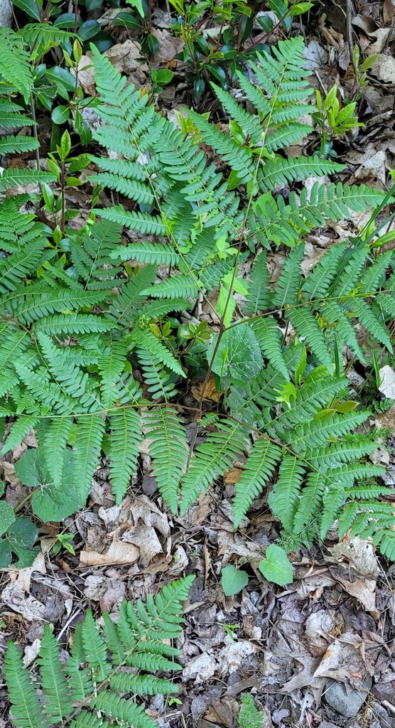 common bracken from Garrett County, MD, USA on June 10, 2023 at 07:38 ...