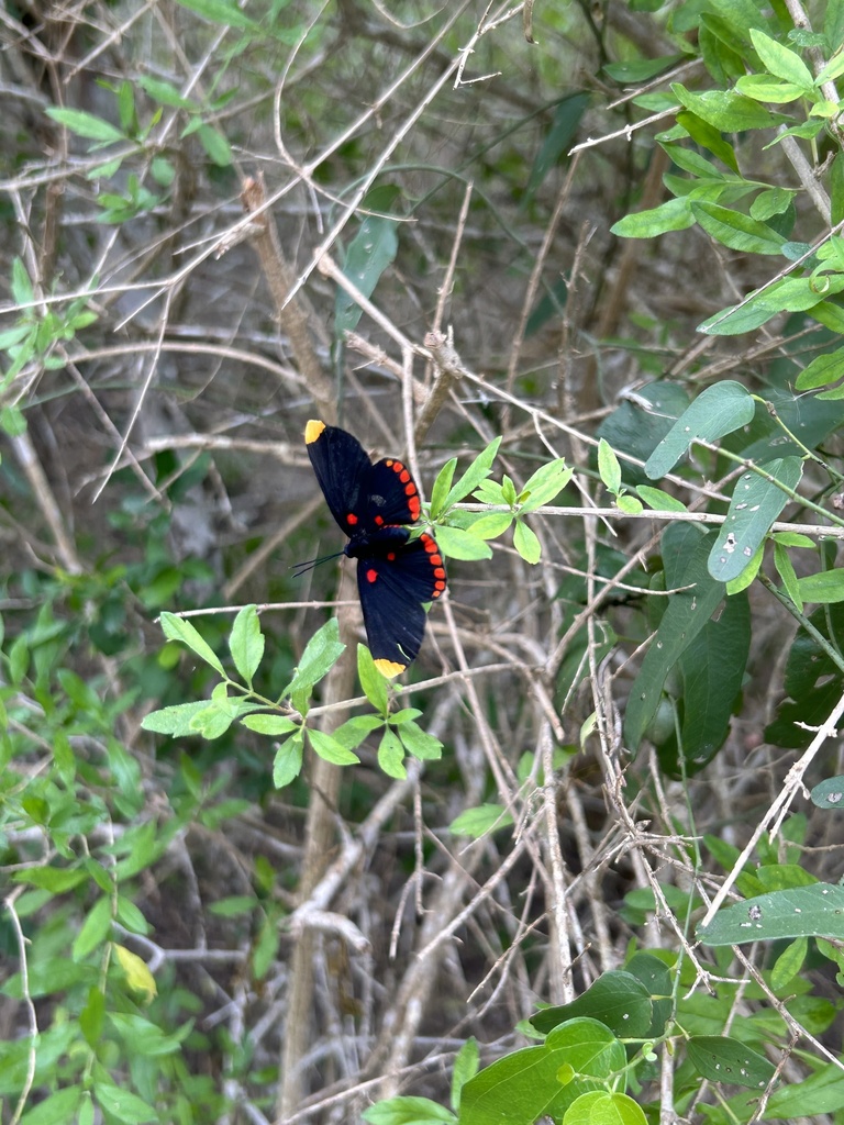 Red-bordered Pixie from Estero Llano Grande State Park, Mercedes, TX ...