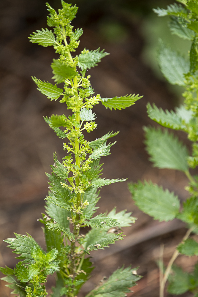 Dwarf Nettle from Vittoria NSW 2799, Australia on December 21, 2023 at ...