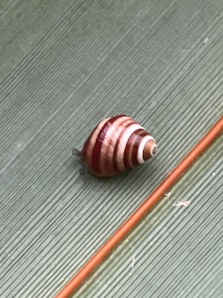 Lanai Tree Snail (Gastropods of the United States Pt.7) · iNaturalist