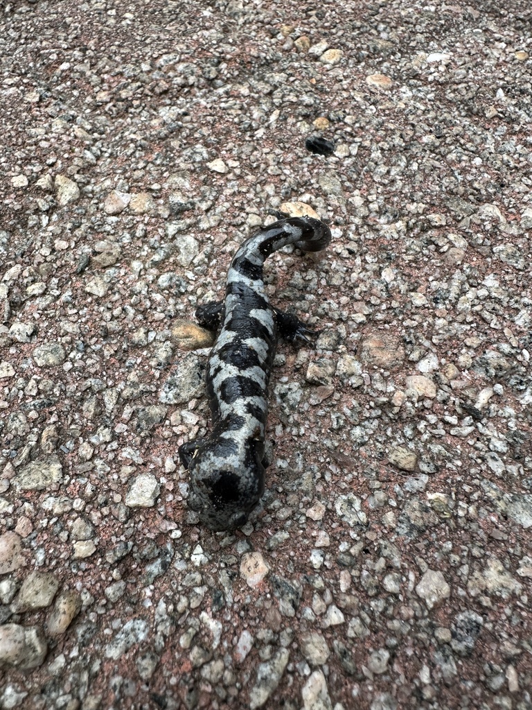 Marbled Salamander from Elmore Rd, Wetumpka, AL, US on December 21 ...