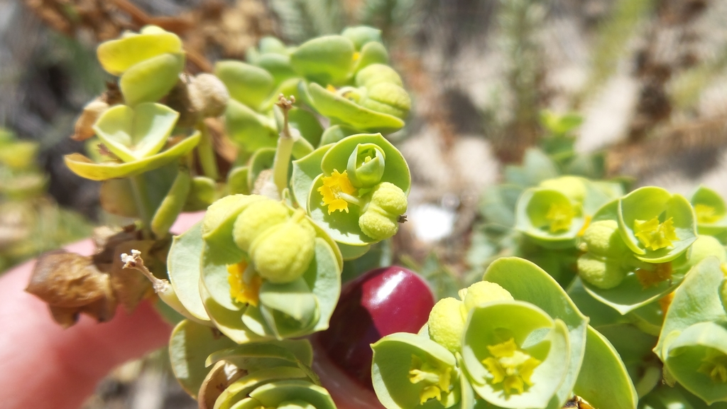 Sea Spurge from Rottnest Island WA 6161, Australia on November 29, 2023 ...