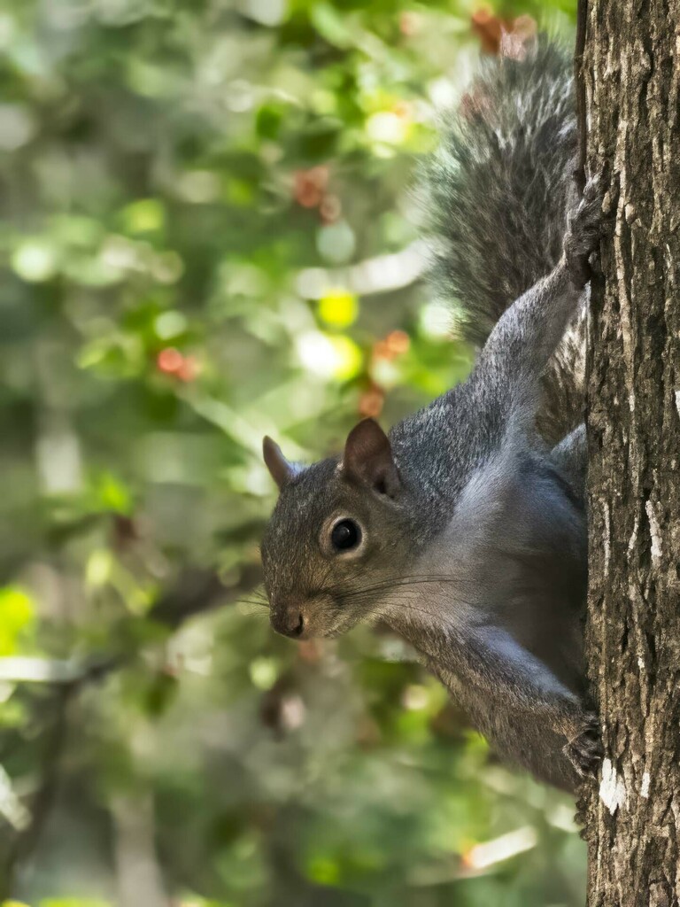 Eastern Gray Squirrel from Walker County, TX, USA on December 20, 2023 ...
